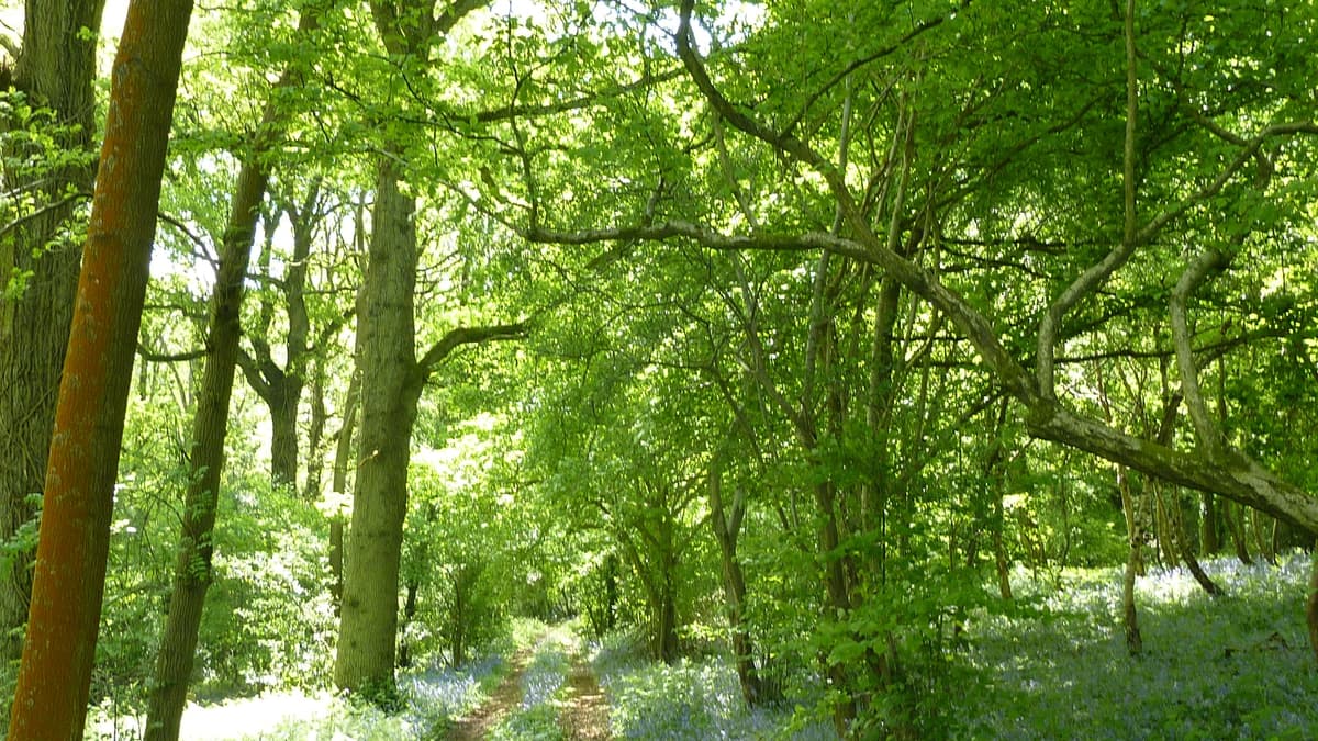 The tree-mendous benefit of Monmouthshire's woodland | chepstowbeacon.co.uk