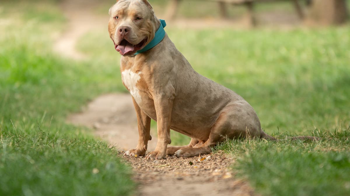 Dog in fatal Rogiet attack was an XL Bully say police | chepstowbeacon ...