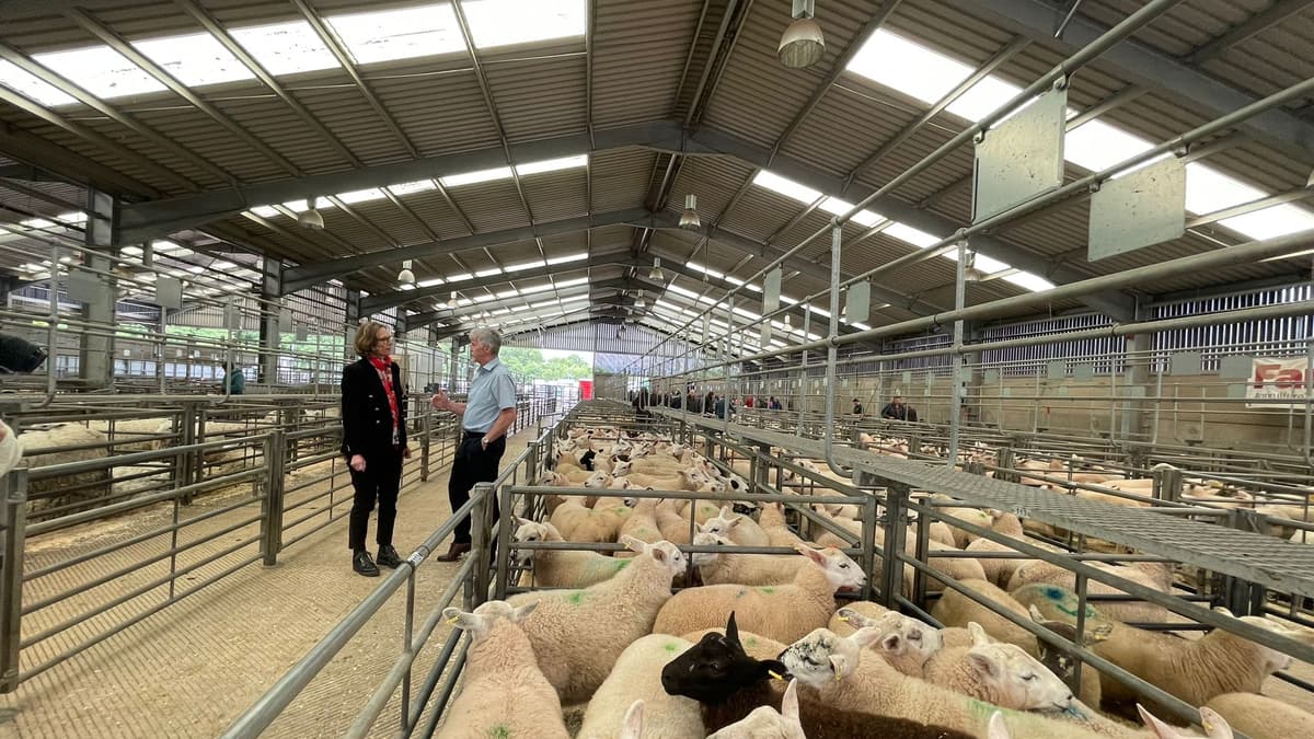 Labour candidate and farming minister visit Raglan Livestock Market ...