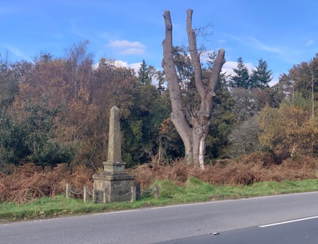 40mph limit call to stop 'bloody carnage' on Forest roads ...