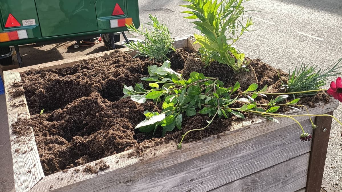 'Mindless act' as vandals target planters | chepstowbeacon.co.uk